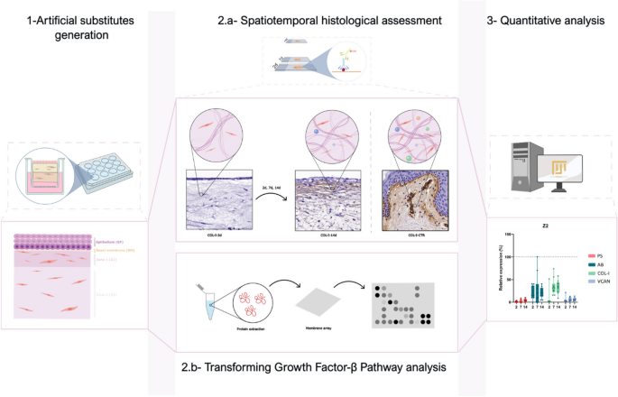 Spatiotemporal characterization of extracellular matrix maturation in human artificial stromal ...