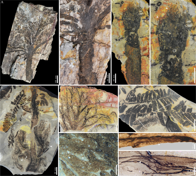 Earliest evolution of stipules among vascular plants documented in the ...