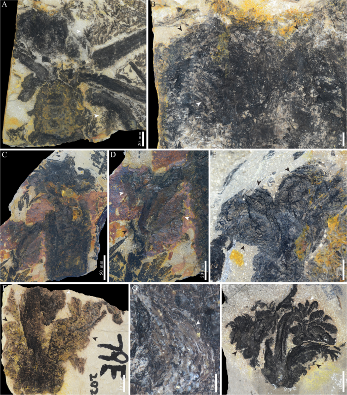 Earliest evolution of stipules among vascular plants documented in the ...