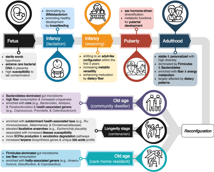 From dysbiosis to longevity: a narrative review into the gut microbiome ...