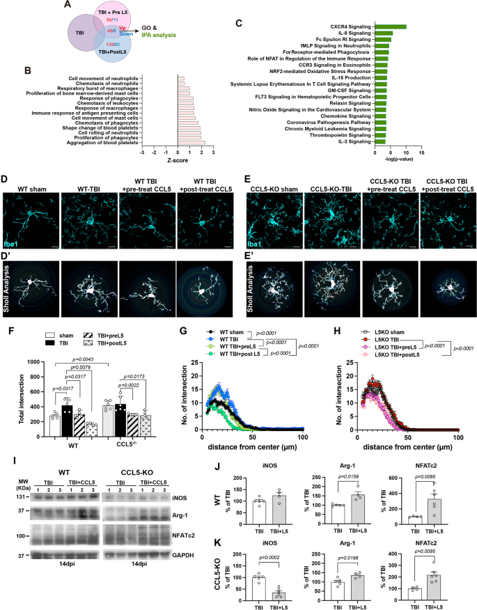 CCL5/RANTES signaling in inflammation dysregulation after mild ...