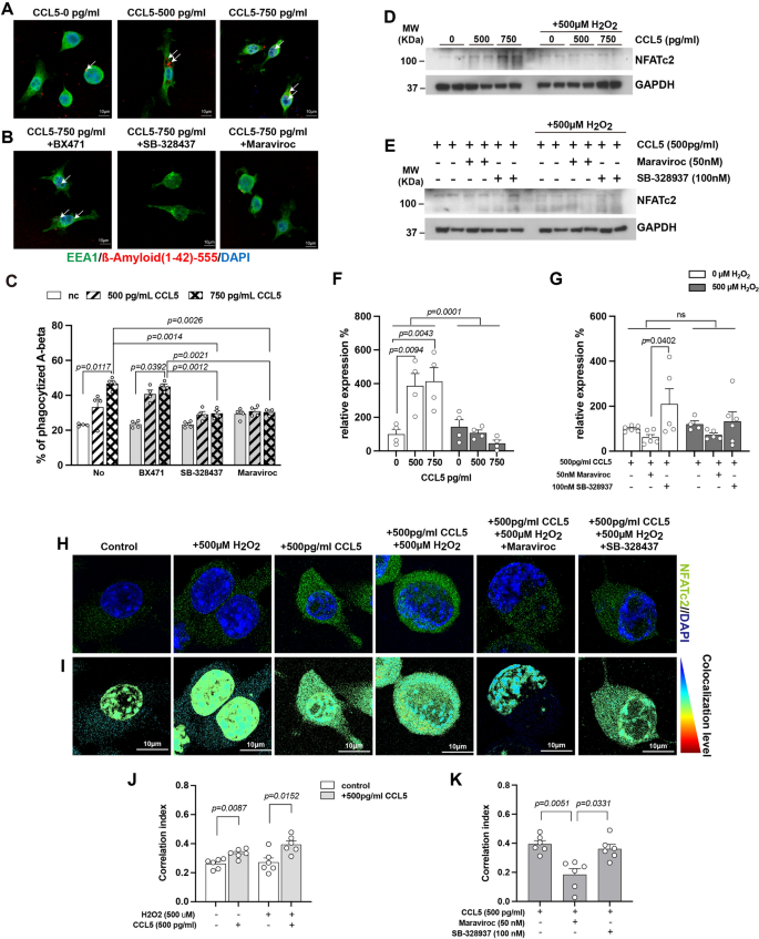 CCL5/RANTES signaling in inflammation dysregulation after mild ...