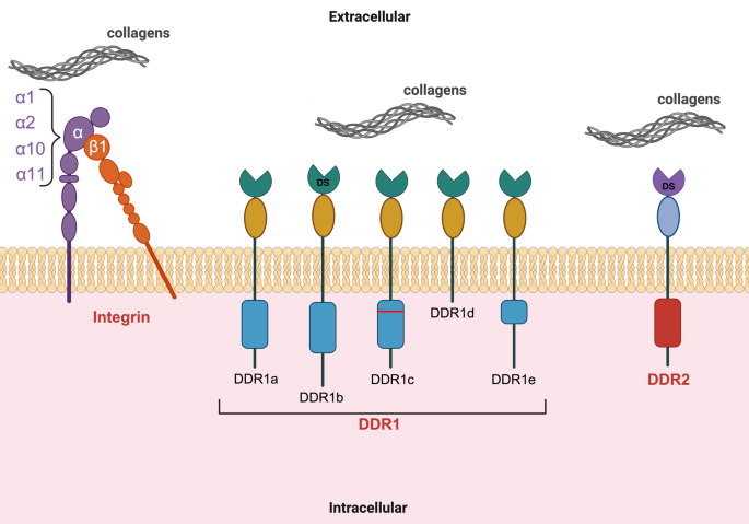 Decoding collagen cues: the interplay of integrins and discoidin domain ...