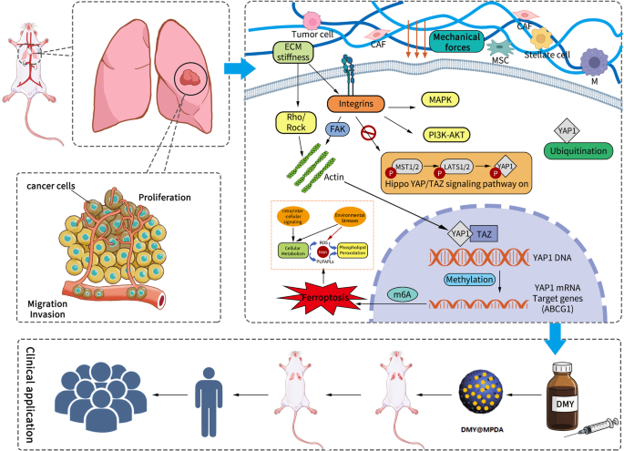 Mechanism of ECM Stiffness-Integrin-Hippo-ABCG1 axis in regulating ...