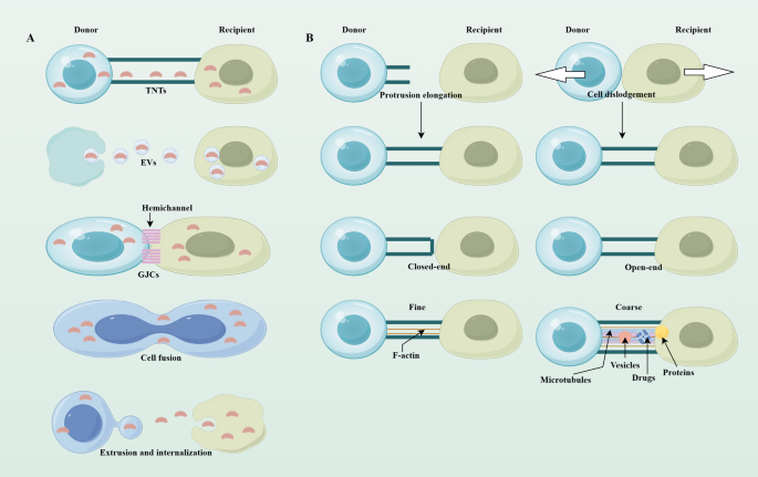 The role of mitochondrial transfer in lung disease | Respiratory Research