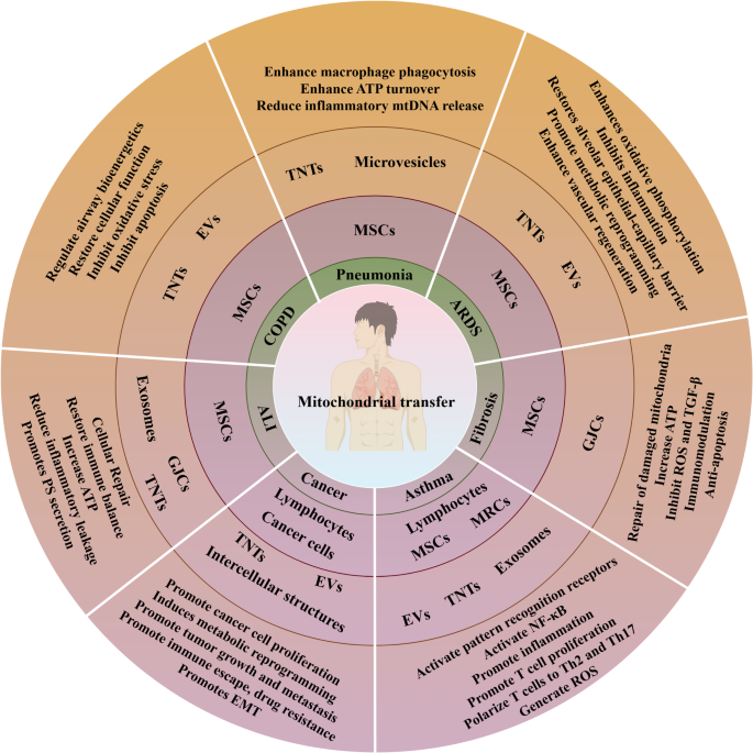 The role of mitochondrial transfer in lung disease | Respiratory Research