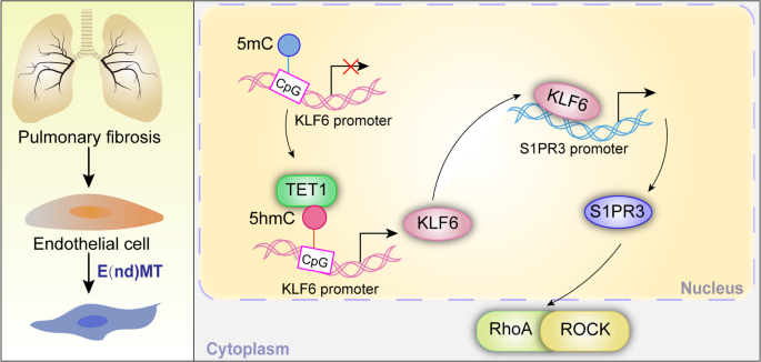 TET1-Mediated DNA hydroxymethylation of KLF6 promotes LPS-induced ...