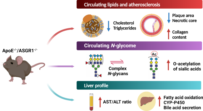 ASGR1 deficiency improves atherosclerosis but alters liver metabolism ...