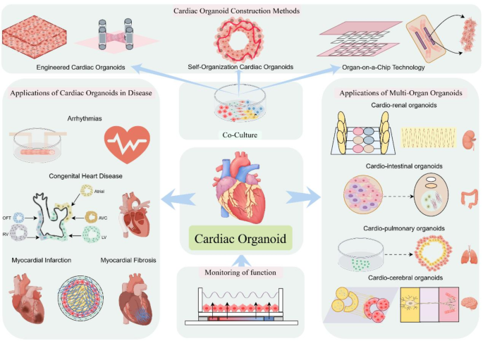 Advances in cardiac organoid research: implications for cardiovascular ...