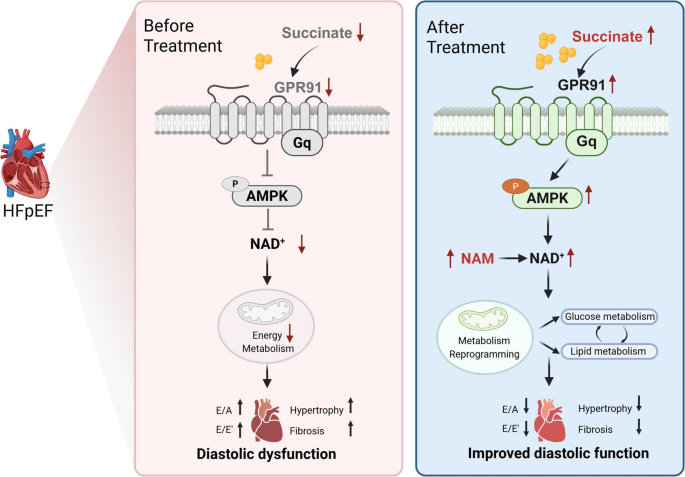 Succinate–GPR91 signaling promotes cardiomyocyte metabolic ...