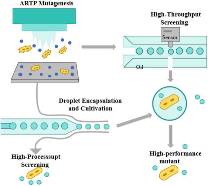 Advances in high-throughput mutation breeding systems integrating ...