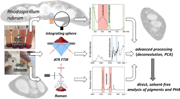 Application of spectroscopic methods for direct characterization of ...