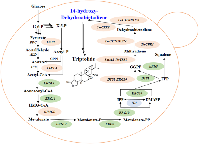 Efficient biosynthesis of the plant-derived diterpenoid 14-hydroxy ...