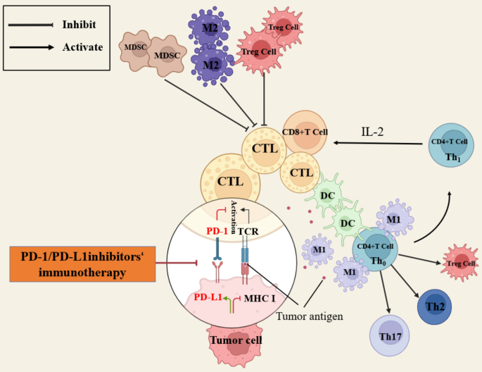 Progress of PD-1/PD-L1 immune checkpoint inhibitors in the treatment of triple-negative breast ...
