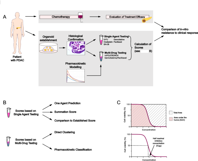 Multi-drug pharmacotyping improves therapy prediction in pancreatic ...