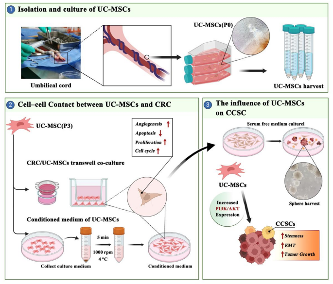 Mesenchymal stem cells and cancer stem cells promote colorectal cancer ...