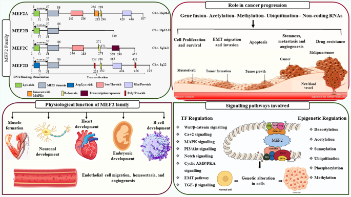 Role of human Myocyte Enhancer Factor 2 (MEF2) proteins in cancer ...