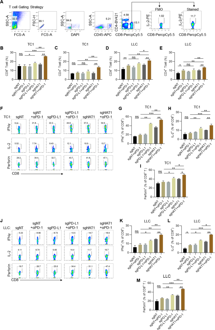 WNT pathway inhibition sensitizes HAT1-high lung cancers to treatment ...