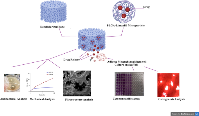 Decellularized bone extracellular matrix embedded with PLGA-linezolid ...