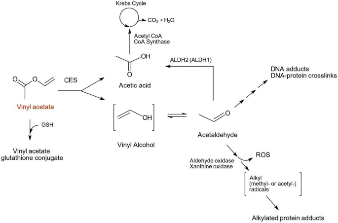 Carcinogenicity of vinyl acetate: evidence from multiple data streams ...