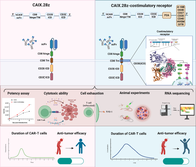 Enhancement of CAR-T cell efficacy and persistence via CD30 costimulation and NF-κB signaling ...