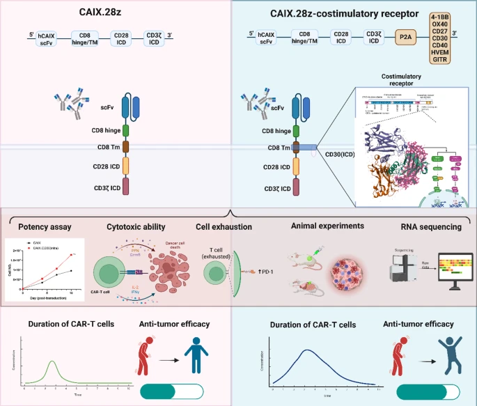 Enhancement of CAR-T Cell Efficacy and Persistence via CD30 ...