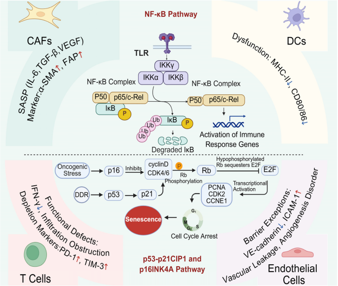 Reprogramming cellular senescence and aging clocks for advanced cancer ...