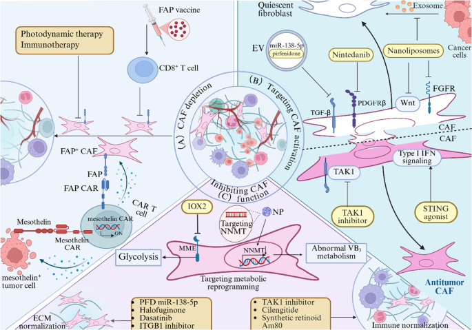 Emerging role of cancer-associated fibroblasts in the premetastatic ...