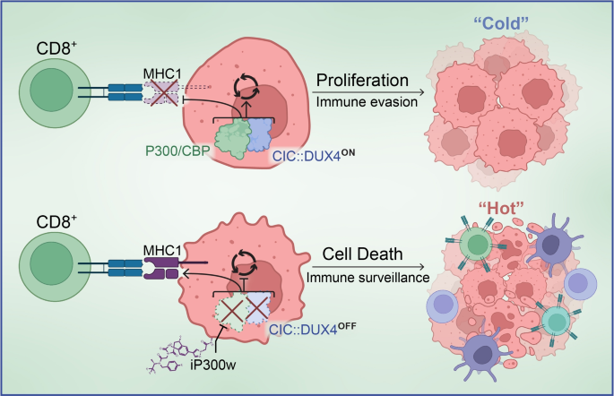 Modeling CIC::DUX4 sarcoma reveals oncogene-mediated MHCI-dependent ...