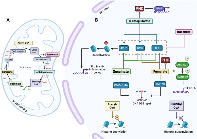 Beyond energy: how TCA cycle-derived metabolites regulate gene ...