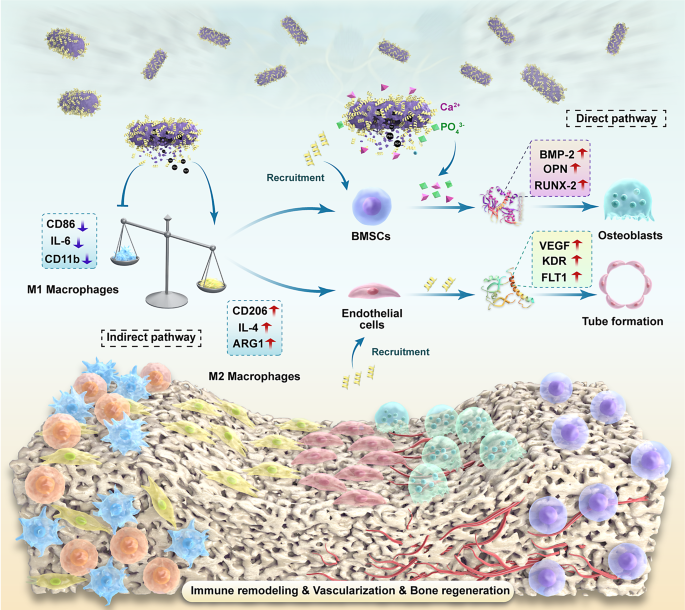 An injectable multifunctional nanocomposite hydrogel promotes ...