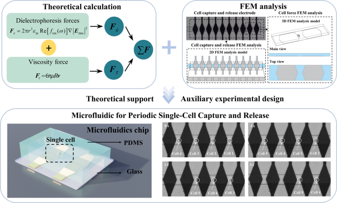Dielectrophoresis-assisted microfluidic device for high-precision and ...