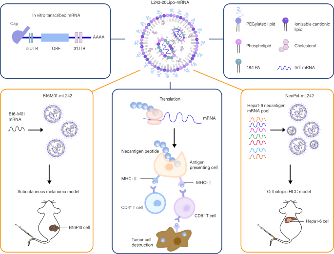 Spleen-targeted NeoPol-mL242 mRNA vaccine induces robust T-cell ...