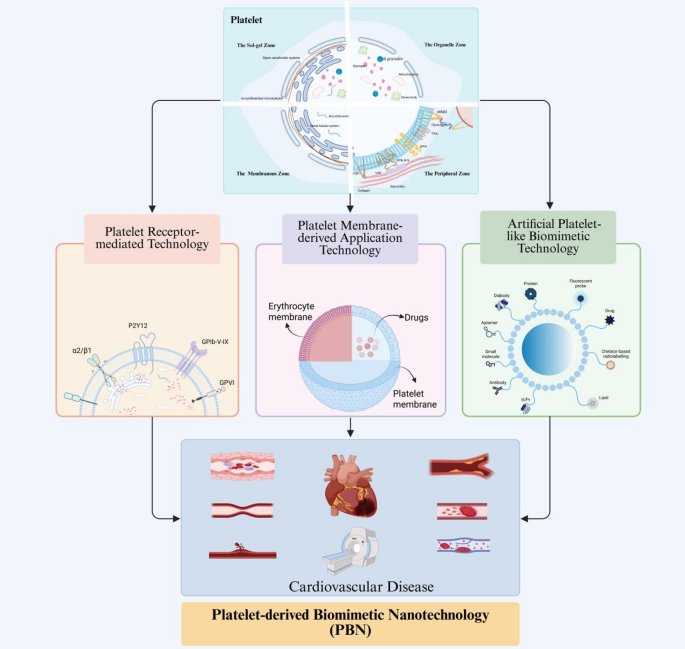 Platelet-derived biomimetic nanoplatforms: a promising drug delivery ...