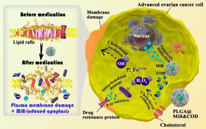 Clinical insight-driven micron-sized cholesterol oxidation platform for ...