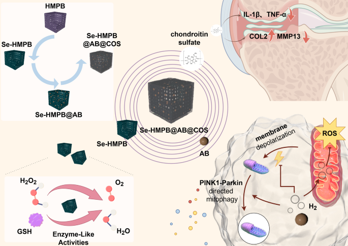 Spontaneous hydrogen-releasing nanoenzyme alleviates osteoarthritis via ...
