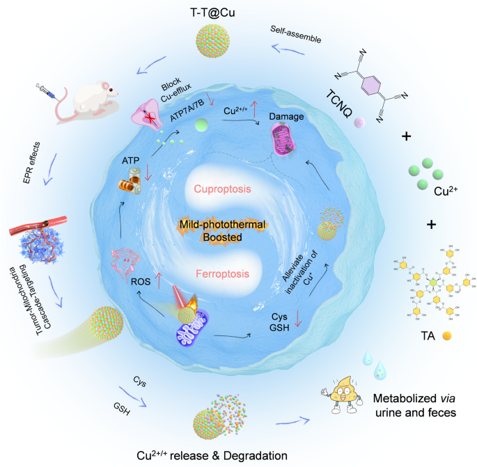 Cascade-targeting copper homeostasis nano-regulators for mild ...