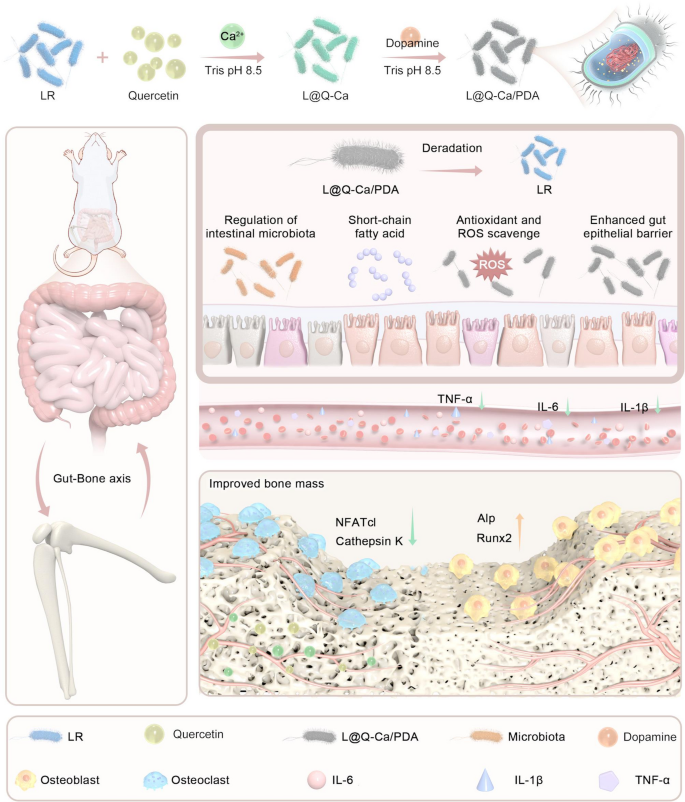 Orally administered degradable nanoarmor-assisted probiotics for ...
