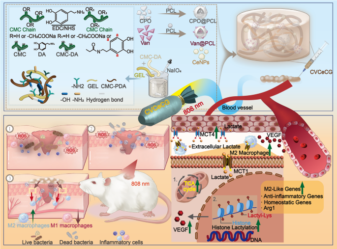 A metabolic reprogramming and trained immunity hydrogel mimic cluster ...