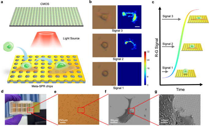 Meta-surface plasmon resonance microscopy for sensitive, high ...