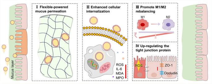 Flexibility-powered Pickering emulsion enhances mucus permeability to ...