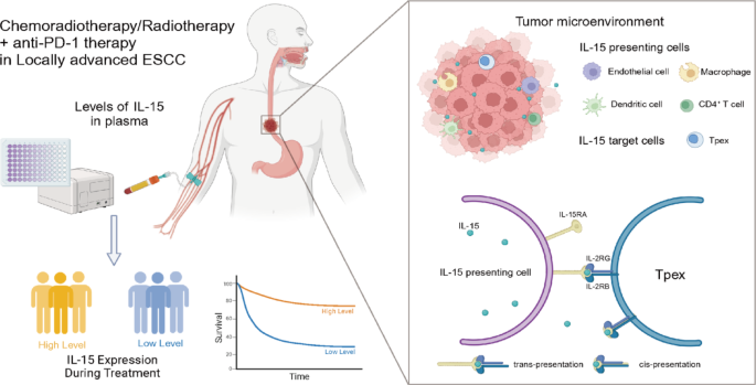IL-15 signaling via cis- and trans-presentation to progenitor-exhausted ...