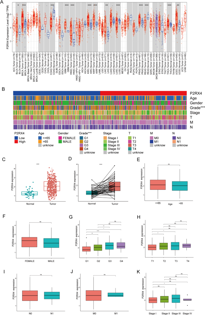 P2RX4 promotes hepatocellular carcinoma progression via calcium ...