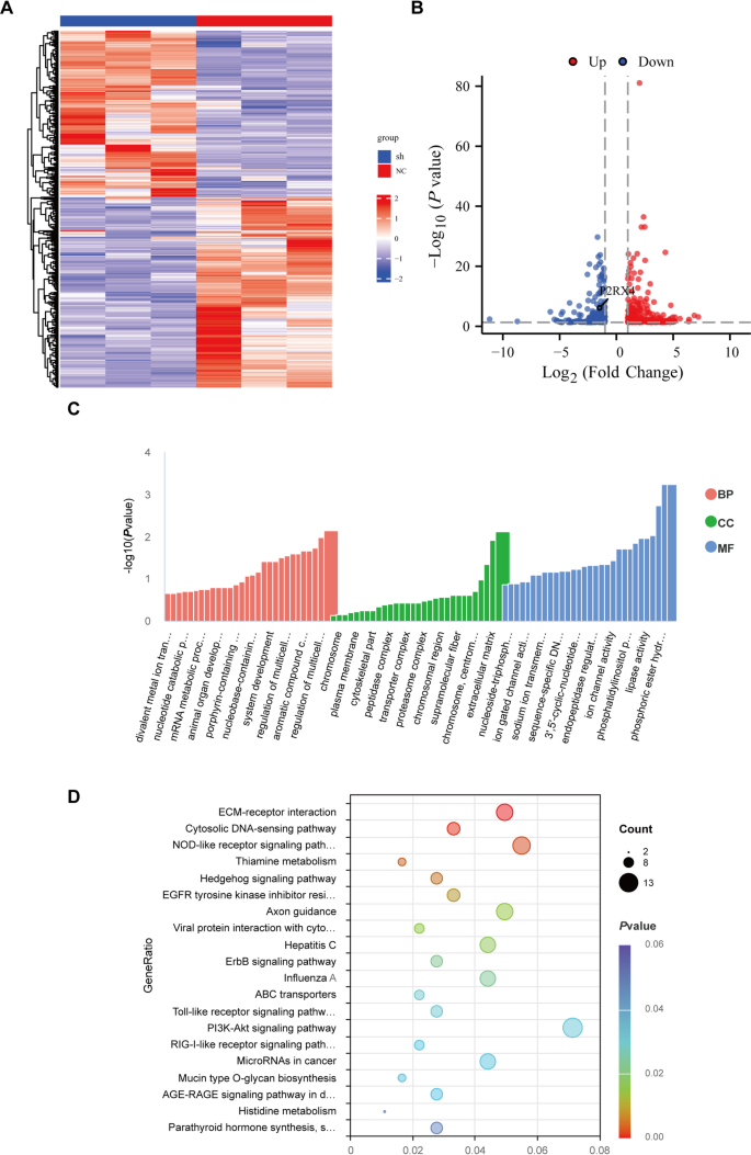 P2RX4 promotes hepatocellular carcinoma progression via calcium ...