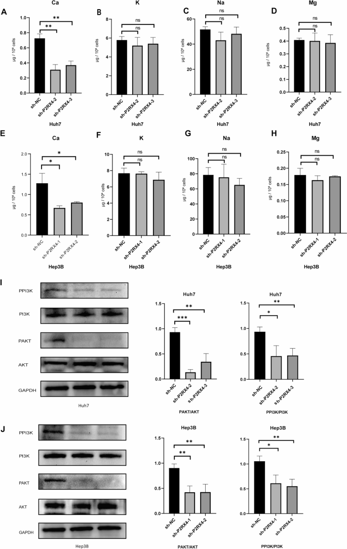 P2RX4 promotes hepatocellular carcinoma progression via calcium ...
