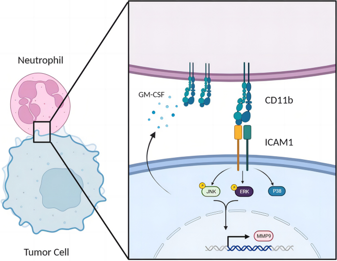 Mechanisms underlying neutrophils adhesion to triple-negative breast ...