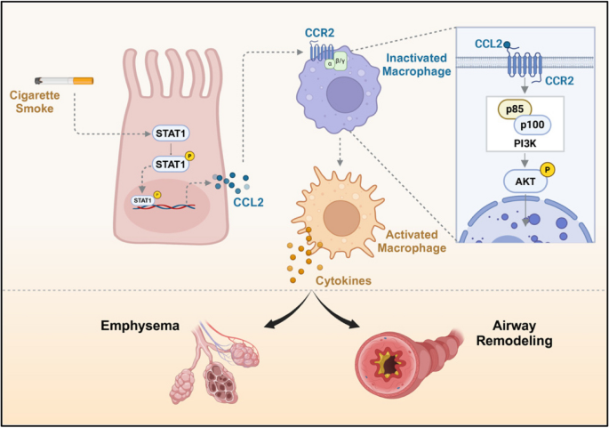 Targeting Ccl2 Ccr2 Signaling Pathway Alleviates Macrophage Dysfunction
