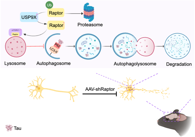 USP9X-mediated deubiquitination of Raptor contributes to autophagy ...