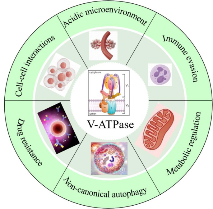 V-ATPase in cancer: mechanistic insights and therapeutic potentials ...