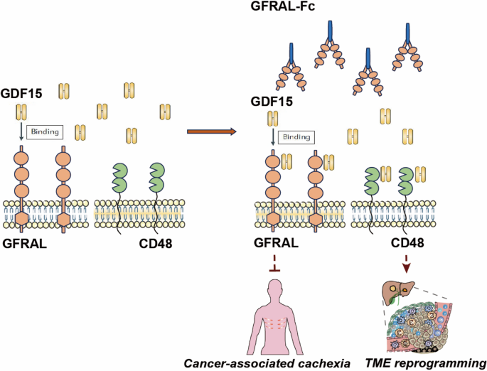 GFRAL-Fc disarms GDF15 to reprogram tumor immunity and amplify PD-1 ...
